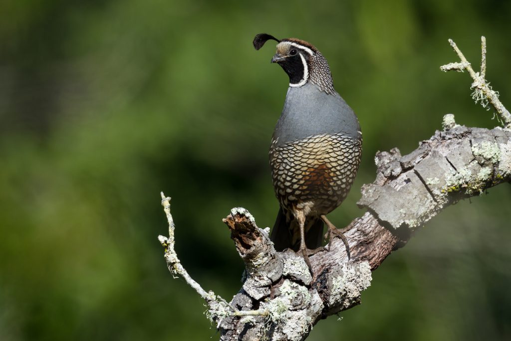 5 Quail Species to Raise - Backyard Poultry